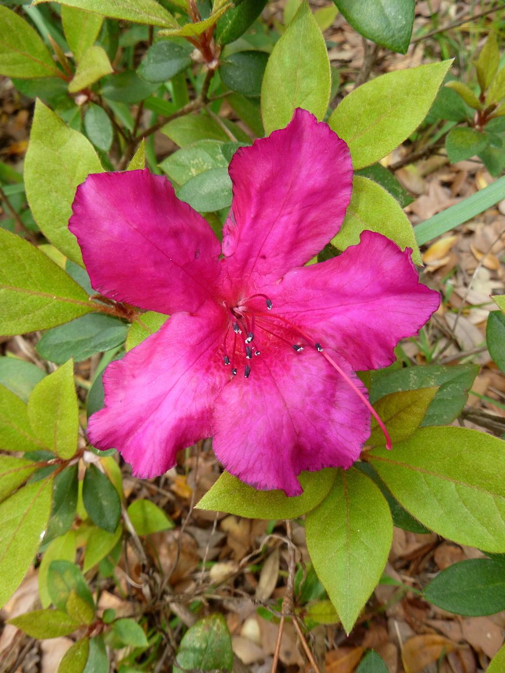 Azalea (Rhododendron 'Red Formosa') in the Rhododendrons Database ...
