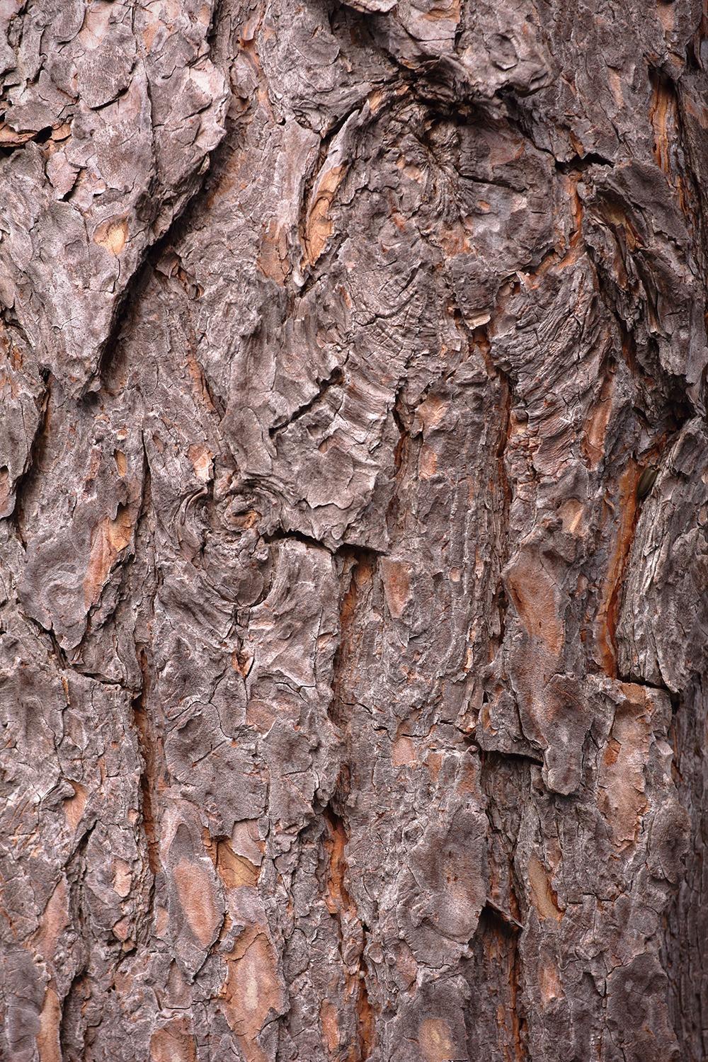 Photo of the stem, scape, stalk or bark of American Red Pine (Pinus ...