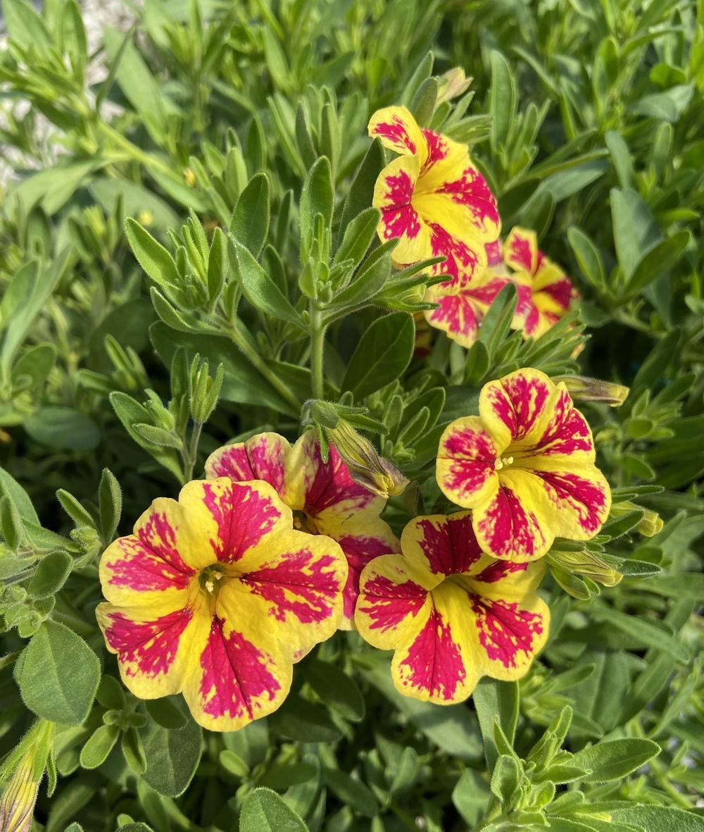 Million Bells (Calibrachoa Candy Shop™ Candy Bouquet) in the ...