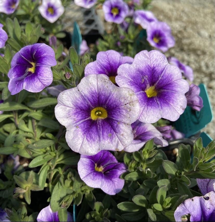 Calibrachoas: Plant Care and Collection of Varieties - Garden.org