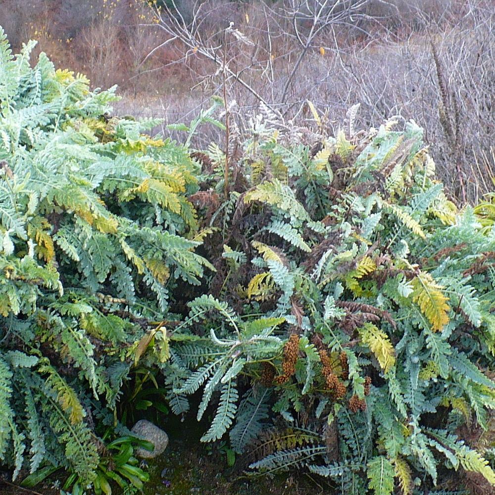 Photo of the fall color of Yarrow (Achillea 'Moonshine') posted by ...
