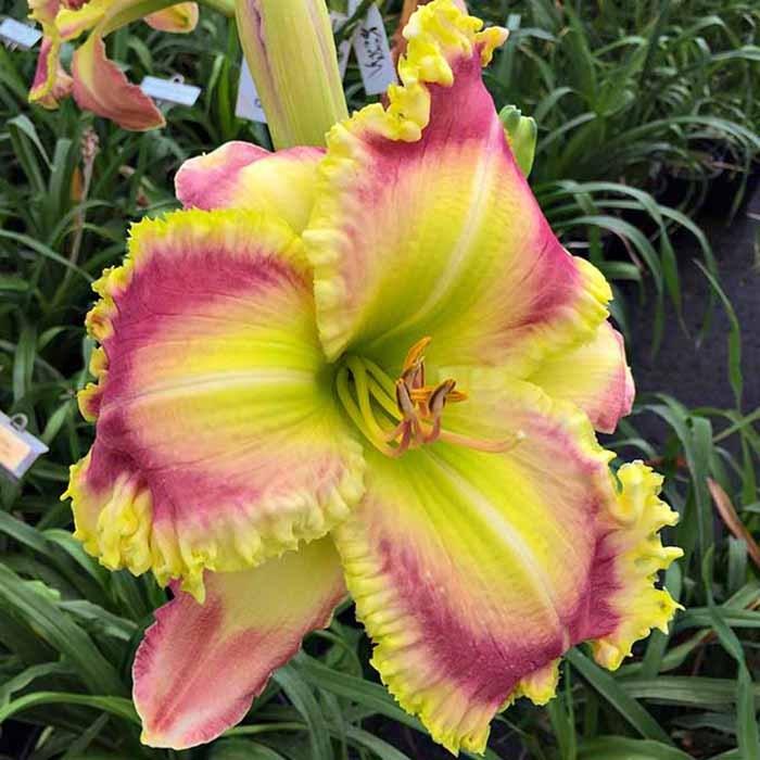 Photo of the bloom of Daylily (Hemerocallis 'From Heaven for Helen ...