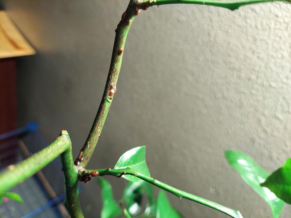 Mandarin tree disease? in the Ask a Question forum - Garden.org