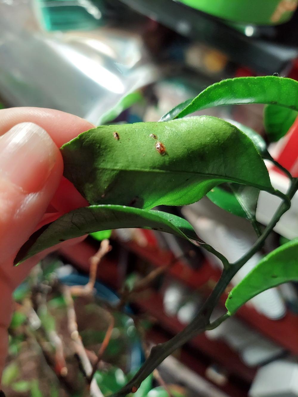 Mandarin tree disease? in the Ask a Question forum - Garden.org