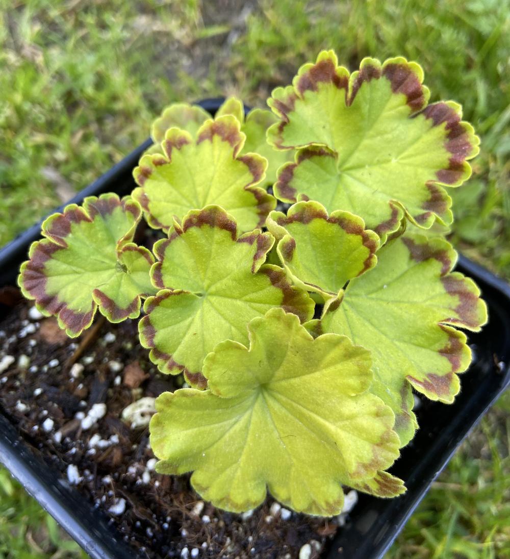 Zonal Geranium (Pelargonium x hortorum Glitterati™ Diva Queen) in the ...