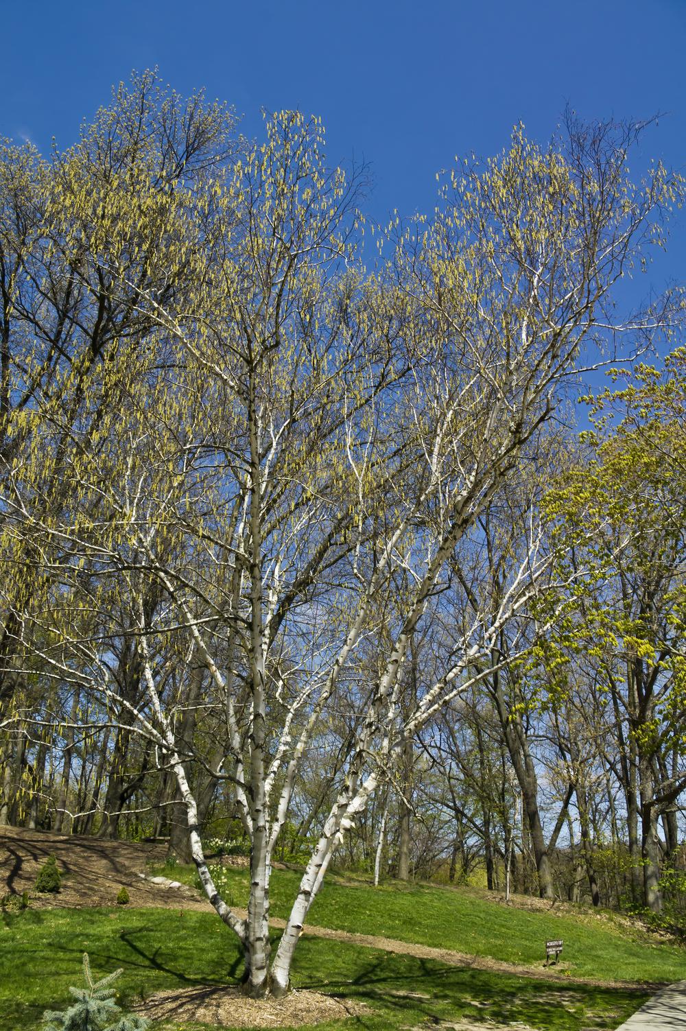 Photo of the entire plant of Paper Birch (Betula papyrifera) posted by ...