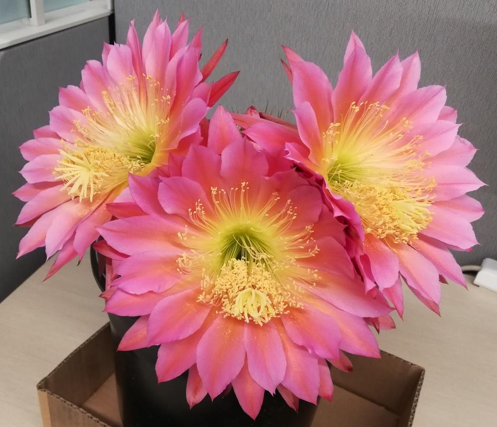 Echinopsis Hybrid (Echinopsis 'Flying Saucer') - Garden.org