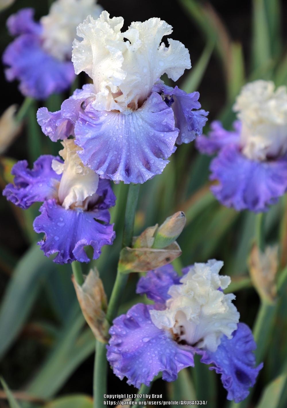 Photo of the bloom of Tall Bearded Iris (Iris 'Chloe with Class ...