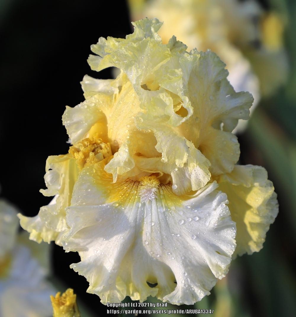 Photo of the bloom of Tall Bearded Iris (Iris 'Bring Me Diamonds ...