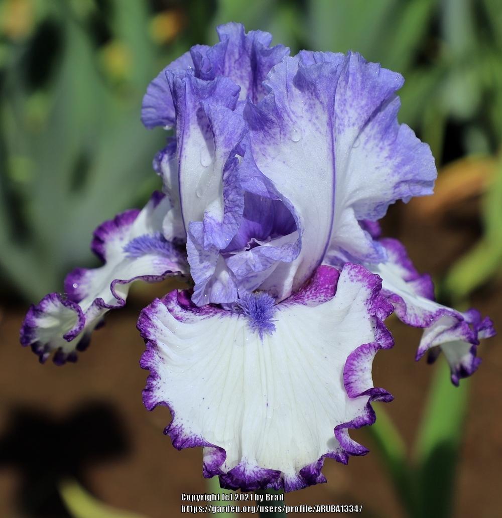 Tall Bearded Iris (Iris 'Hey Soul Sister') in the Irises Database ...