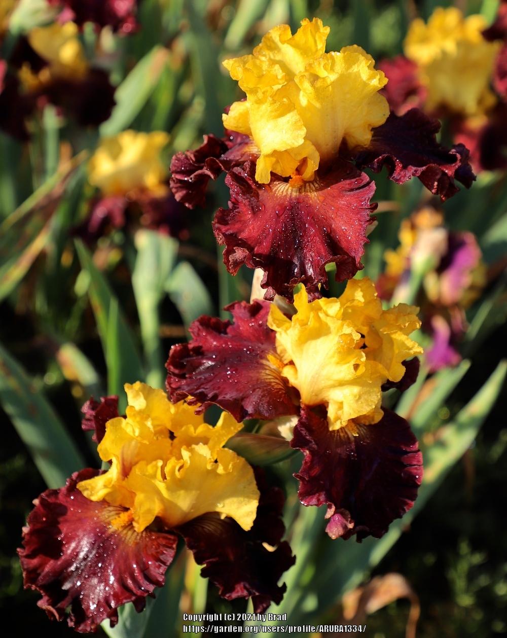 Photo of the bloom of Tall Bearded Iris (Iris 'Bombastic') posted by ...