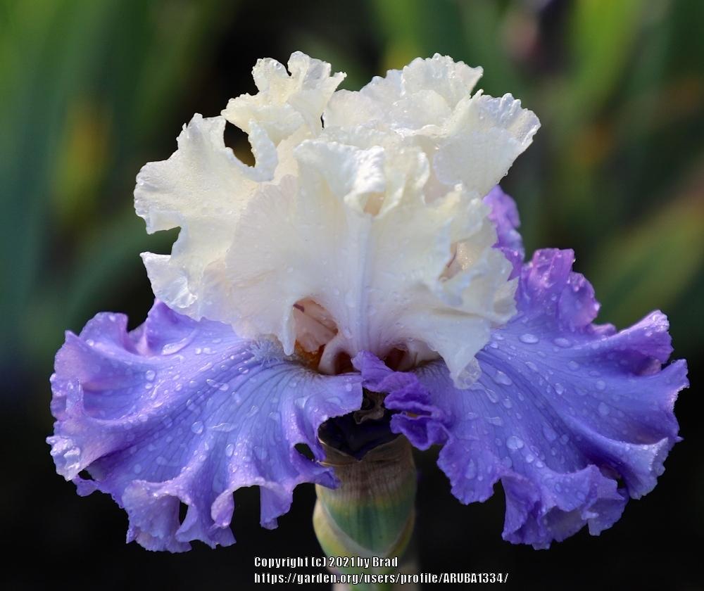 Photo of the bloom of Tall Bearded Iris (Iris 'Chloe with Class ...
