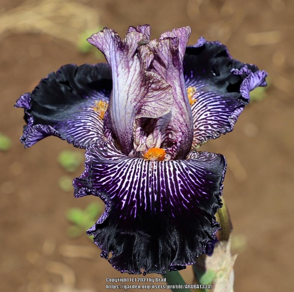 Tall Bearded Iris (Iris 'All in Vein') in the Irises Database - Garden.org