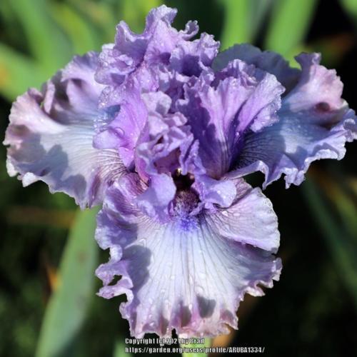 Tall Bearded Iris (Iris 'Blushing Doll') in the Irises Database ...