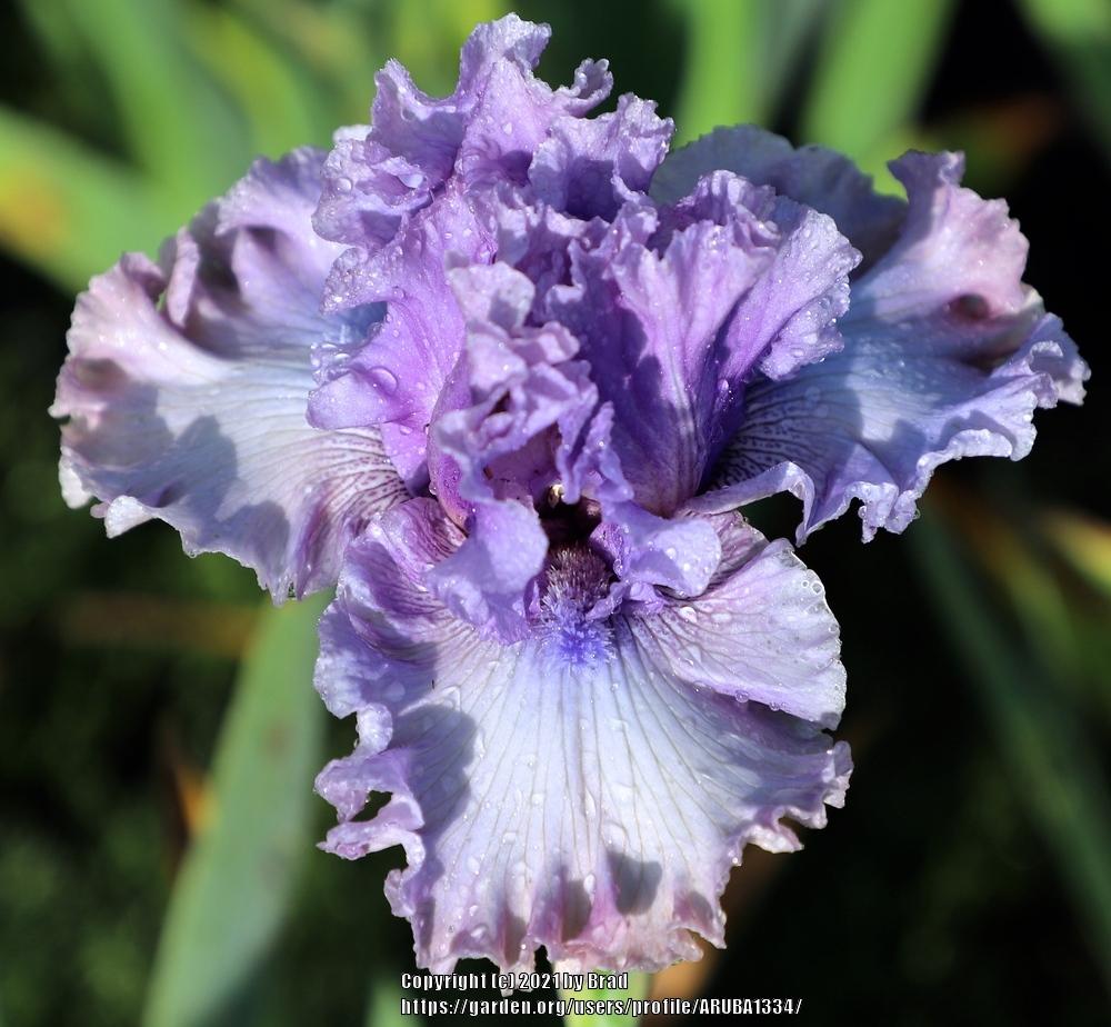 Tall Bearded Iris (Iris 'Blushing Doll') in the Irises Database ...