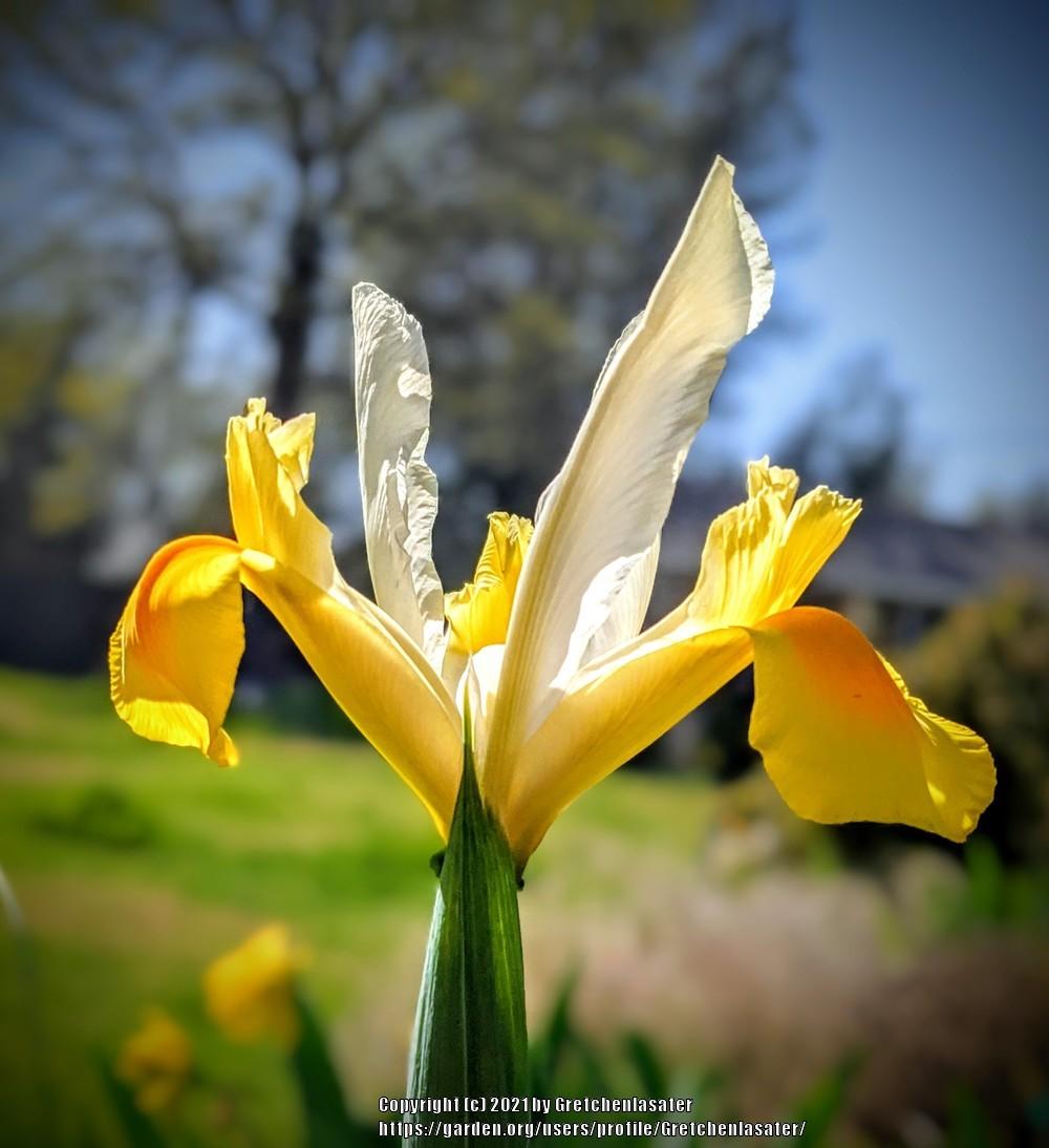 Dutch Iris (Iris x hollandica 'Apollo') in the Irises Database - Garden.org