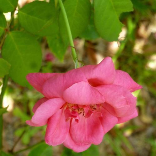 Rose (Rosa 'Lorraine Lee') in the Roses Database - Garden.org