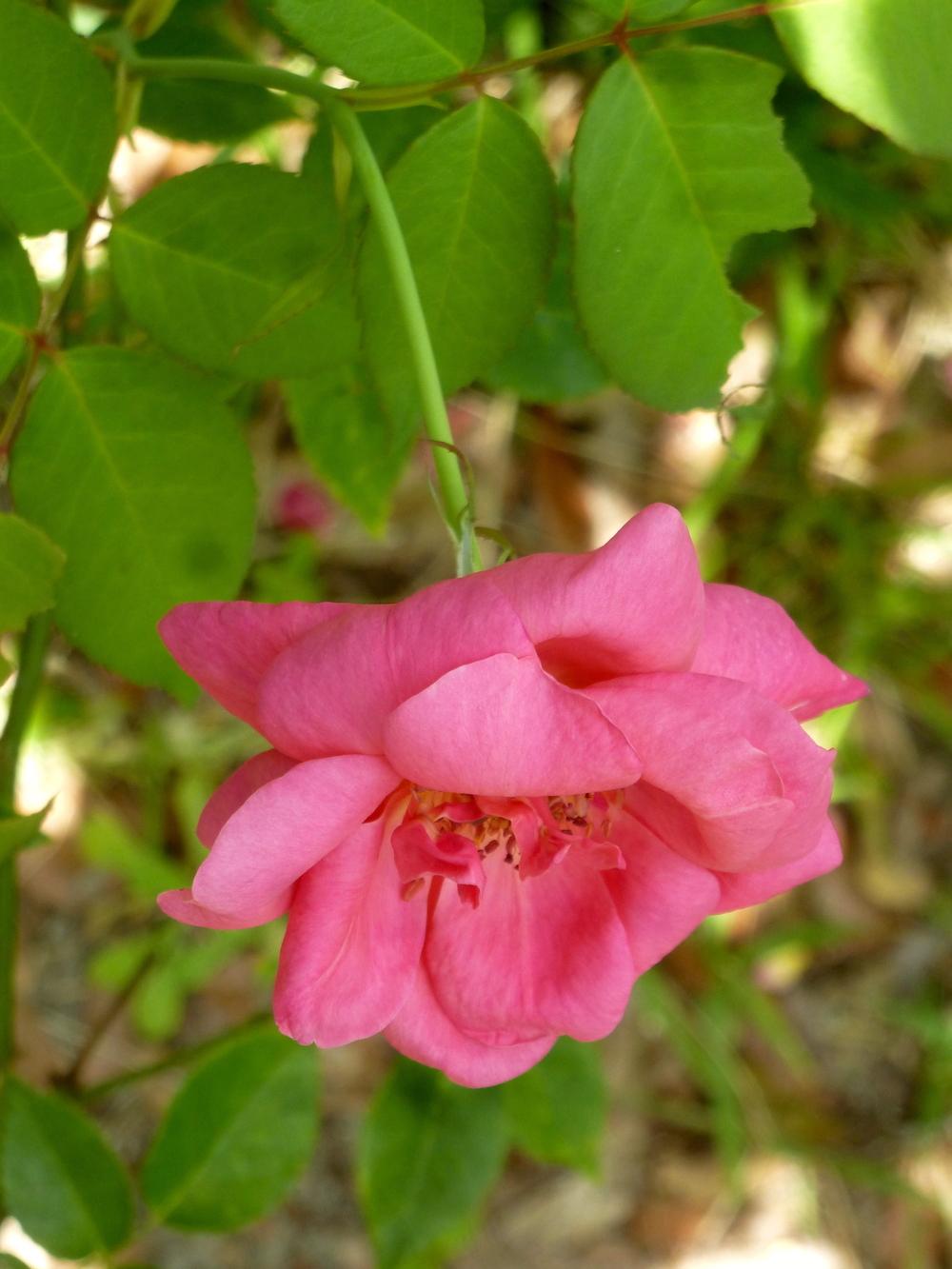Rose (Rosa 'Lorraine Lee') in the Roses Database - Garden.org