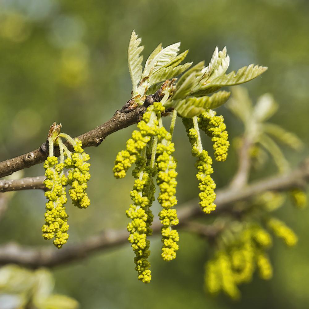 Photo of the bloom of White Oak (Quercus alba) posted by arctangent ...