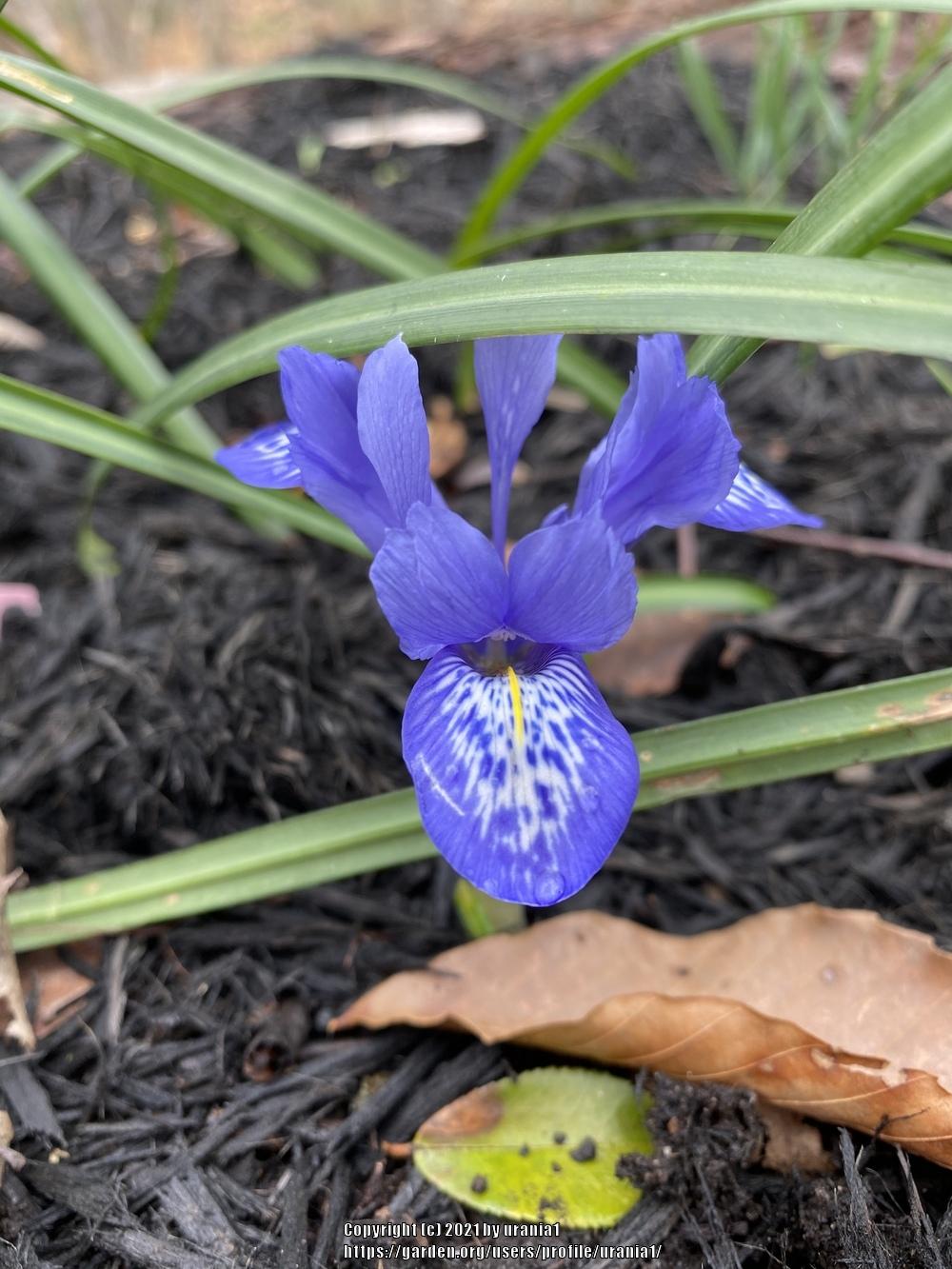 It's Iris Time in Tennessee in the Irises forum - Garden.org