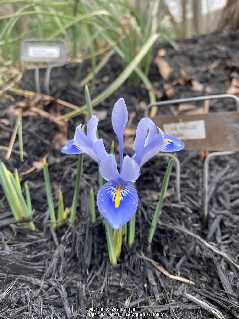 It's Iris Time in Tennessee in the Irises forum - Garden.org