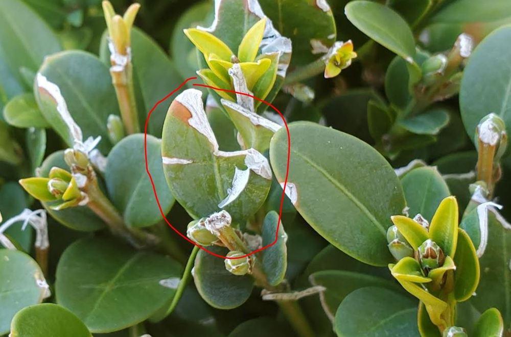 Boxwoods pests/diseases in the Pests and Diseases forum - Garden.org