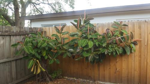 Transplanting a mature outdoor rubber tree in the Ask a Question forum ...