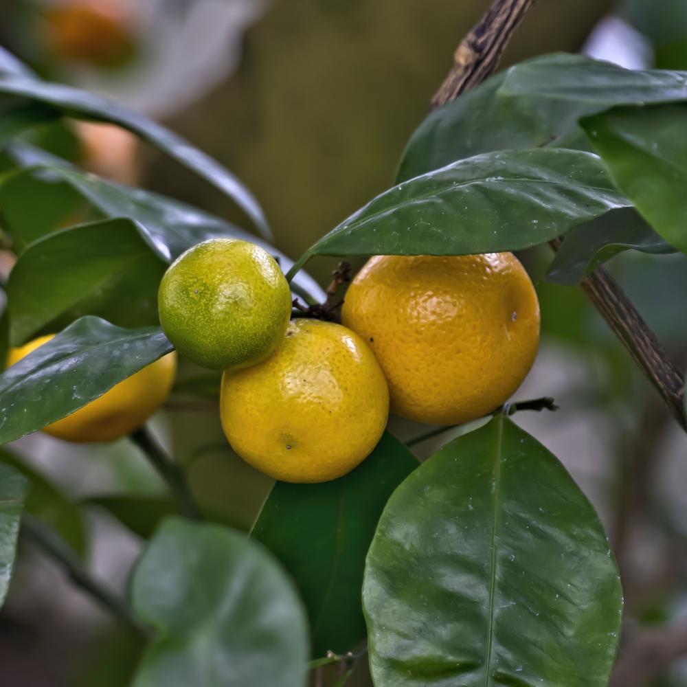 Citrus Fruits: Plant Care and Collection of Varieties - Garden.org