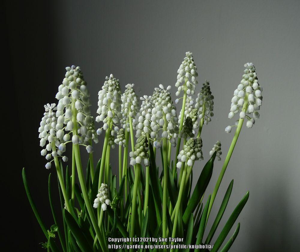 Grape Hyacinth (Muscari 'Peppermint') in the Grape Hyacinths Database ...