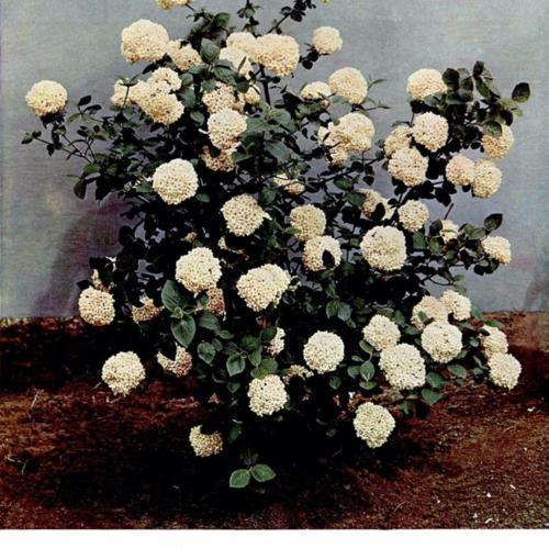 Fragrant Snowball (Viburnum x carlcephalum) in the Viburnums Database ...