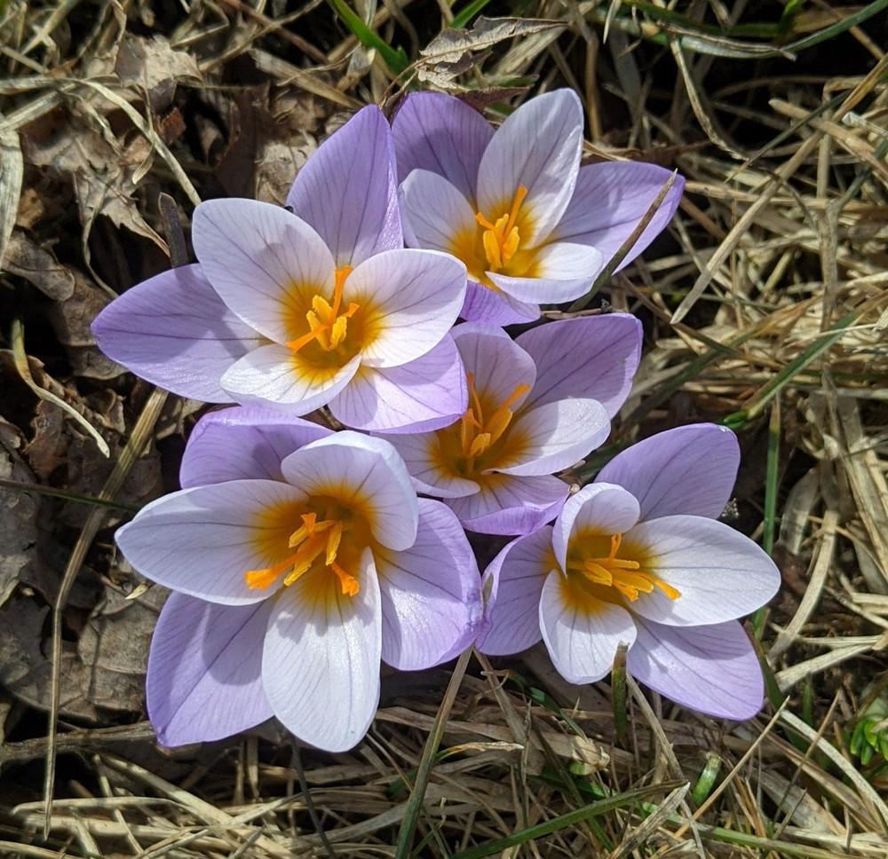 Crocus: Plant Care and Collection of Varieties - Garden.org