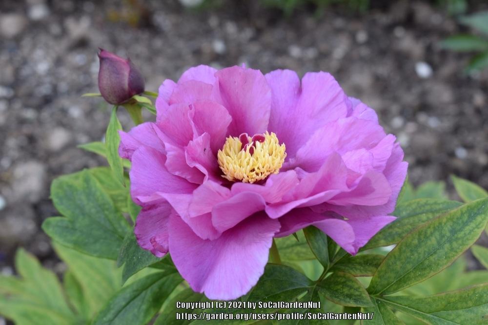 Intersectional Peony (Paeonia 'Sonoma Amethyst') in the Peonies Database - Garden.org