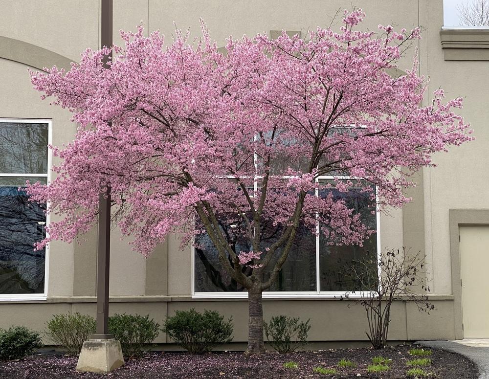 ID for early spring flowering tree in the Plant ID forum - Garden.org