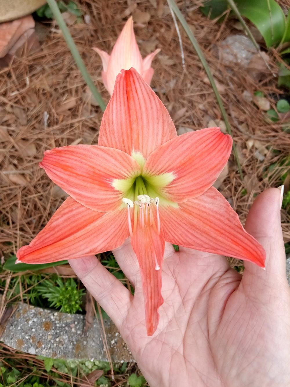 Photo of the bloom of Amaryllis (Hippeastrum striatum) posted by ...