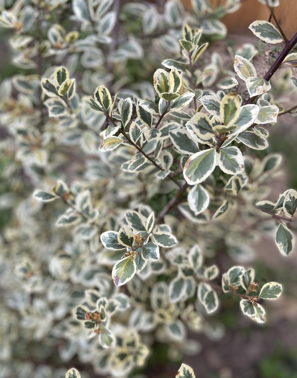 Variegated Italian Buckthorn (Rhamnus alaternus 'Variegata') - Garden.org