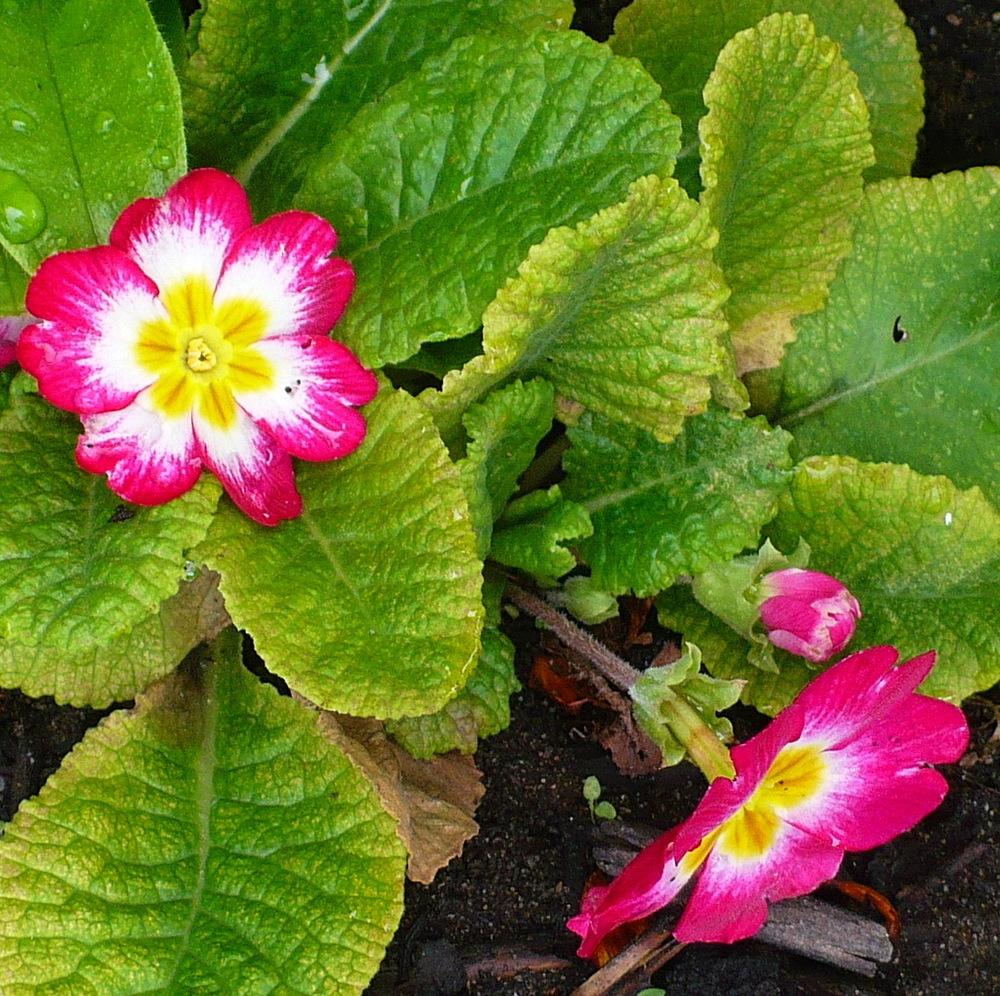 Polyanthus Primrose (Primula elatior subsp. elatior 'SuperNova Rose ...