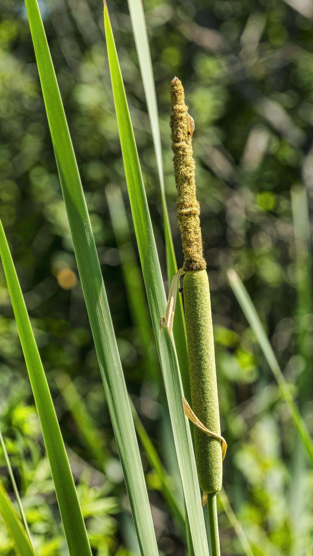 Photo of the bloom of Narrowleaf Cattail (Typha angustifolia) posted by ...