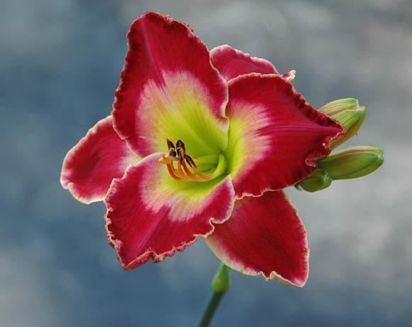 Daylily (Hemerocallis 'Red Heartthrob') in the Daylilies Database ...