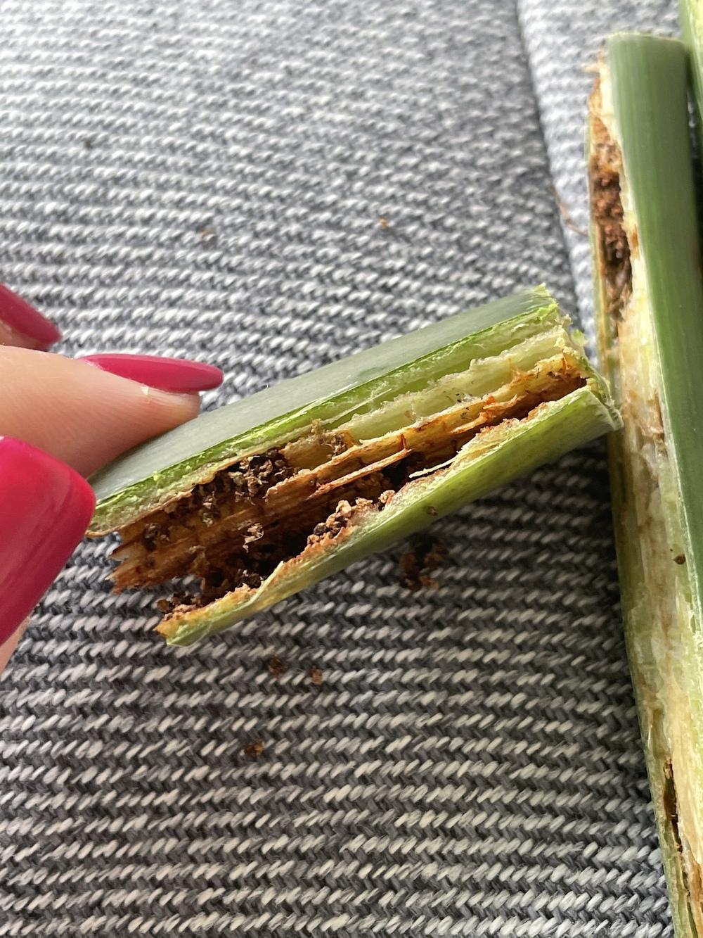 Strelitzia- stems eaten from inside in the Houseplants forum - Garden.org