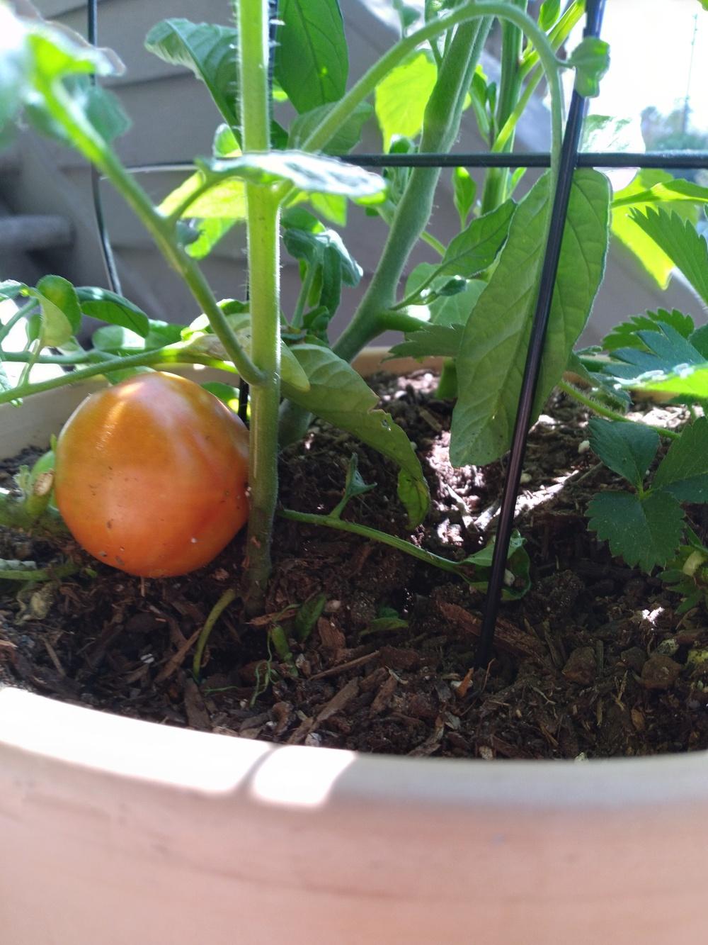 2021 Tomato Thread in the Vegetables and Fruit forum - Garden.org