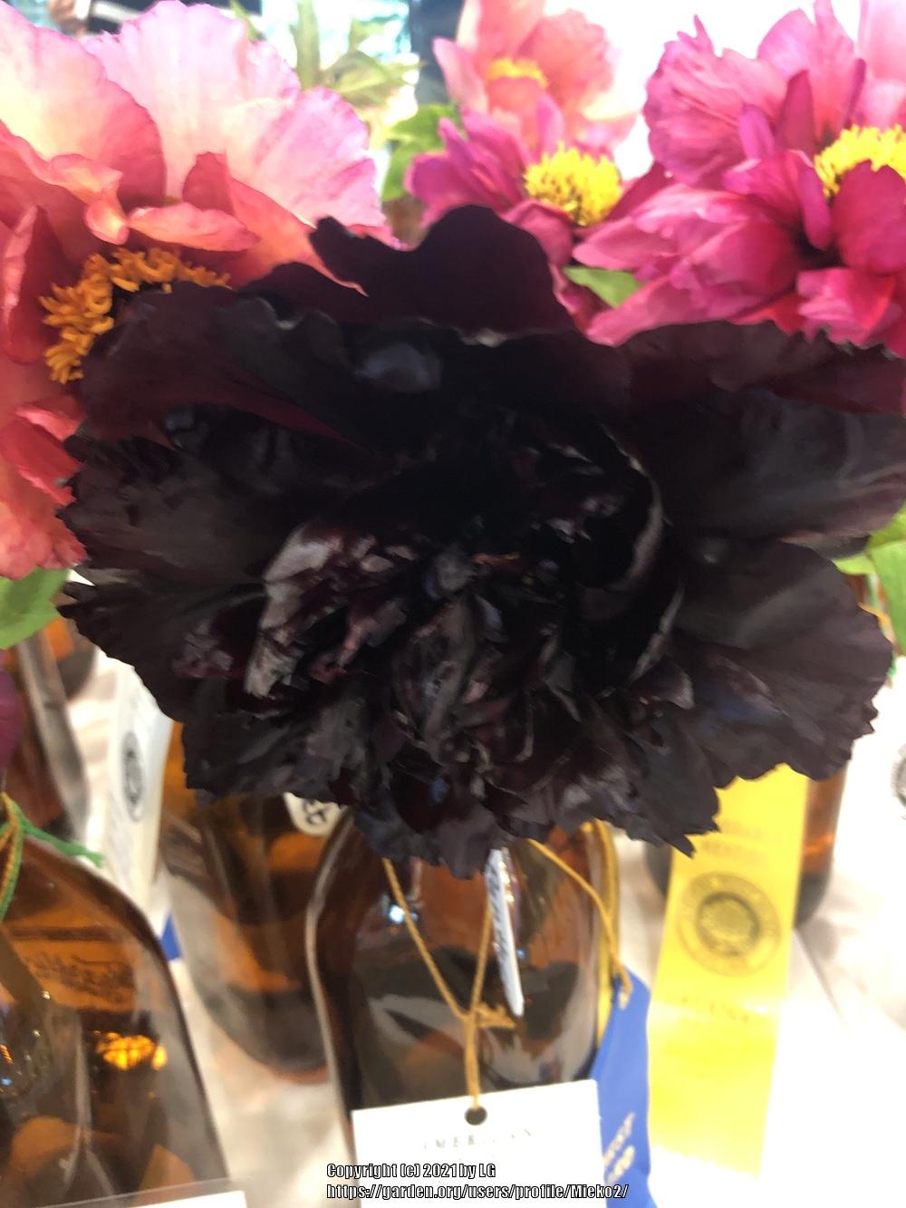 Darkest Peony in the Peonies forum - Garden.org