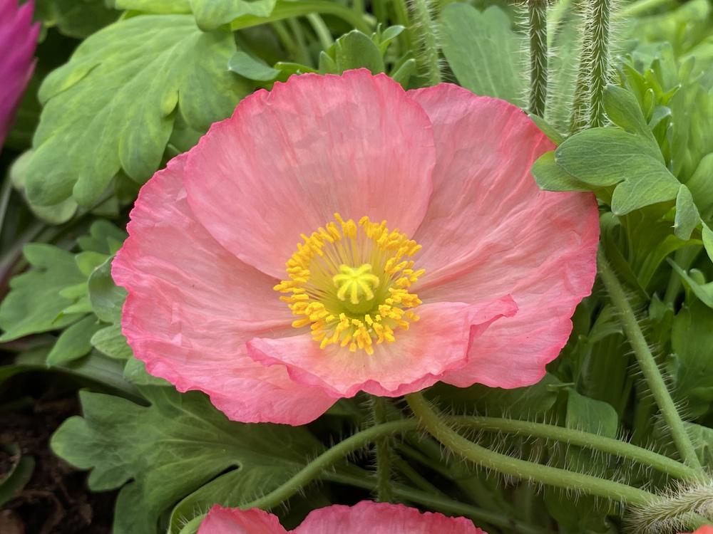 Iceland Poppy (Papaver nudicaule 'Champagne Bubbles Pink') in the ...