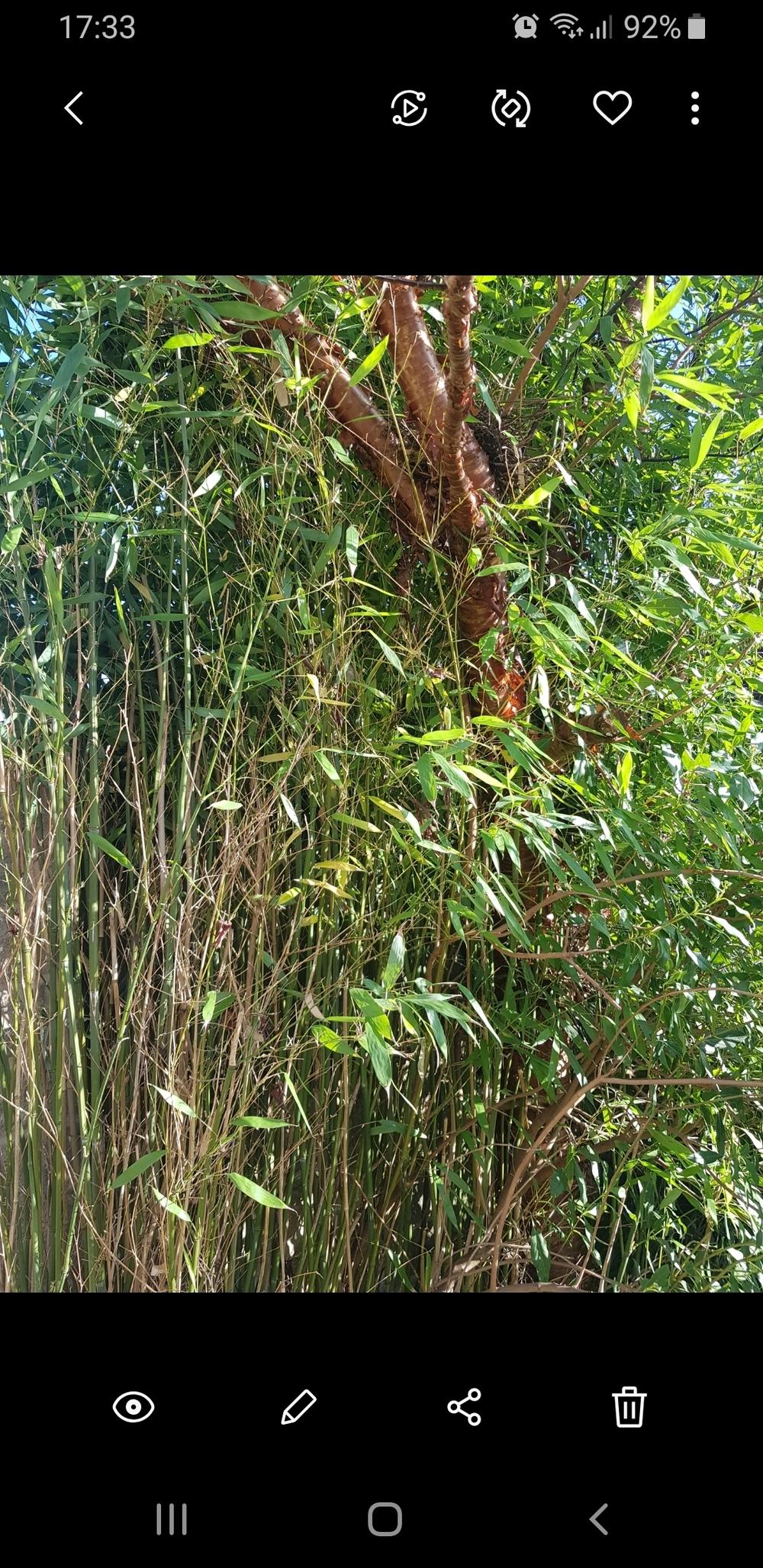 Bamboo identifier in the Plant ID forum - Garden.org