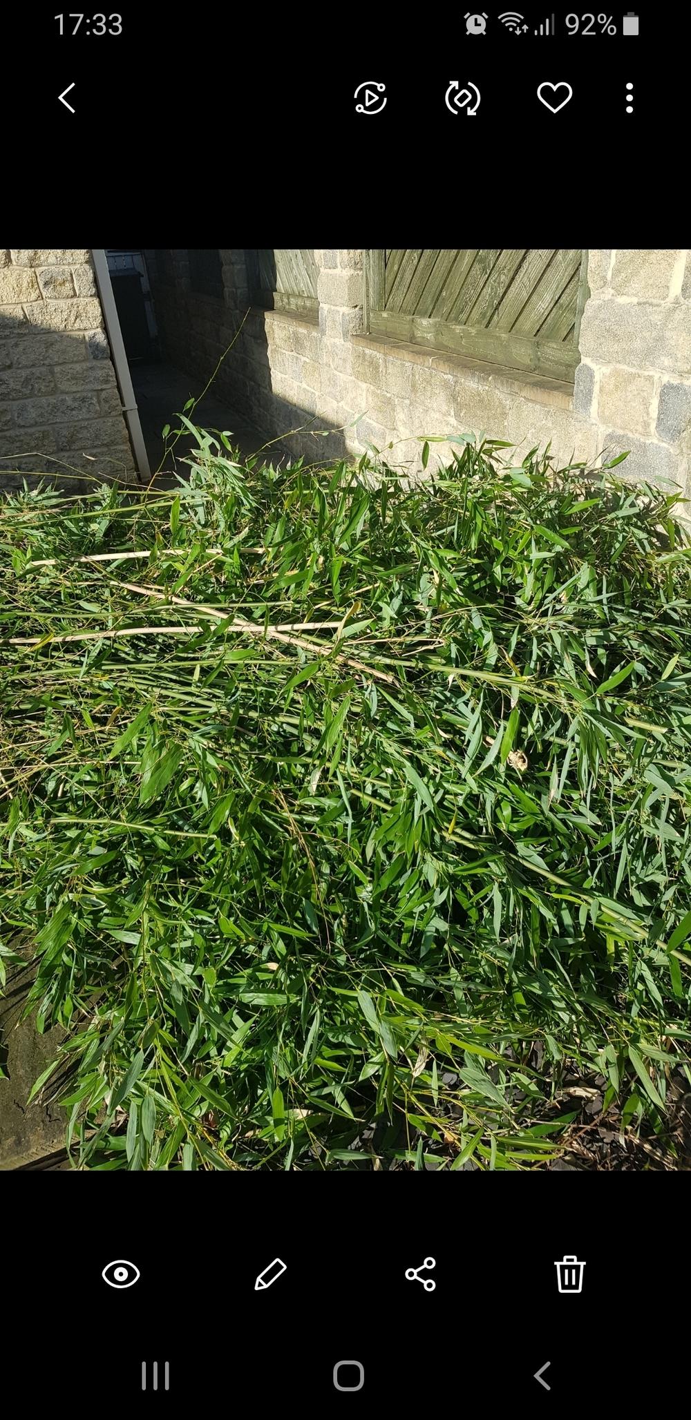 Bamboo identifier in the Plant ID forum - Garden.org