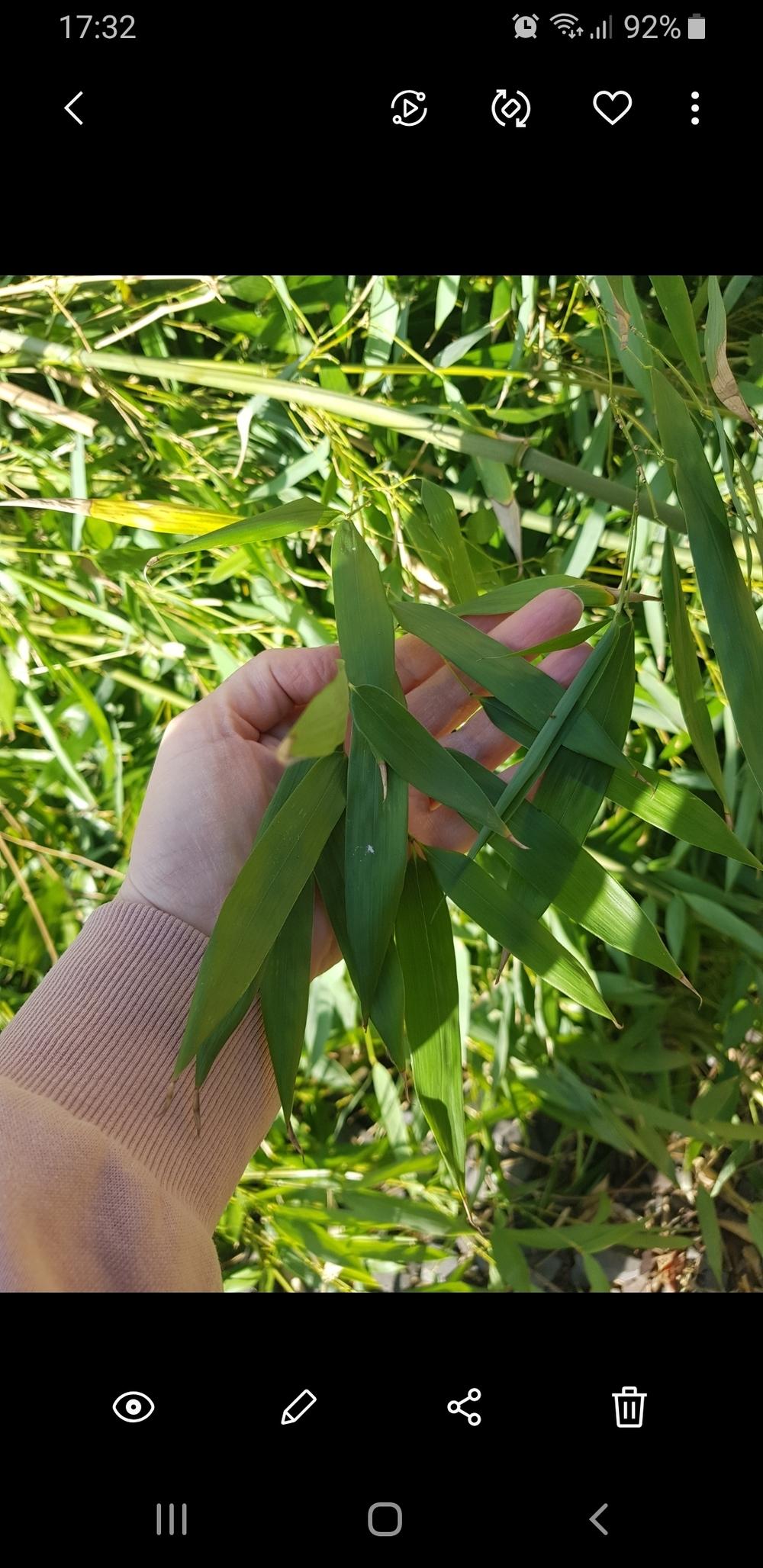 Bamboo identifier in the Plant ID forum - Garden.org