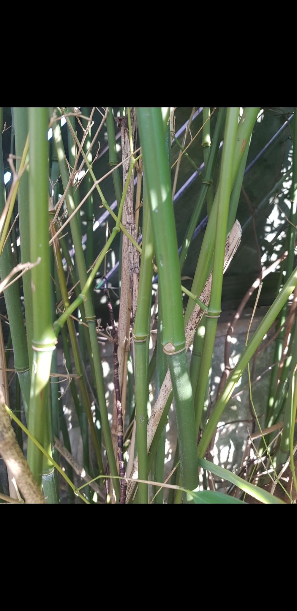 Bamboo identifier in the Plant ID forum - Garden.org