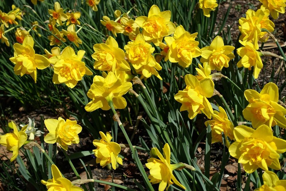 Daffodil (Narcissus 'Queen's Day') in the Daffodils Database - Garden.org