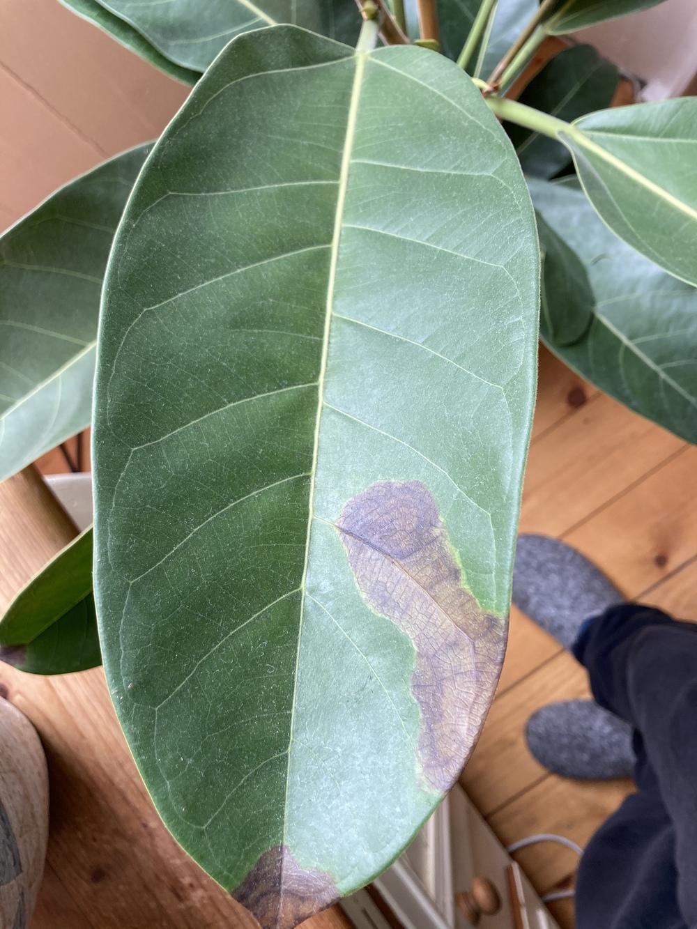 Fungal leaf spot on ficus in Diseases That Affect Houseplants - Garden.org