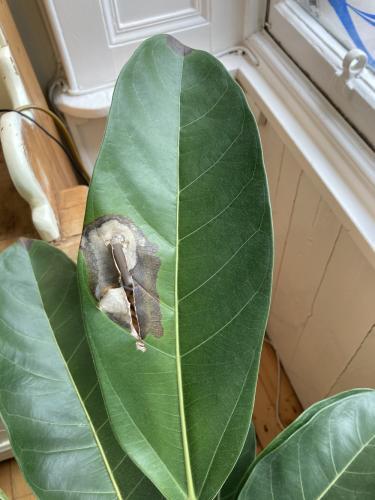 Fungal leaf spot on ficus in Diseases That Affect Houseplants - Garden.org