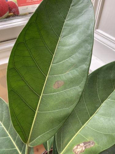 Fungal leaf spot on ficus in Diseases That Affect Houseplants - Garden.org